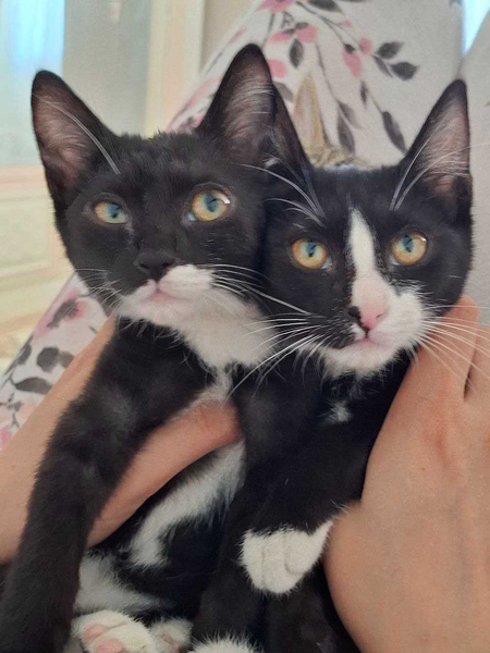 Отдам котят бесплатно