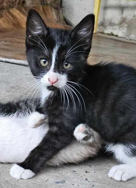 Отдам котят в хорошие руки , домашние.