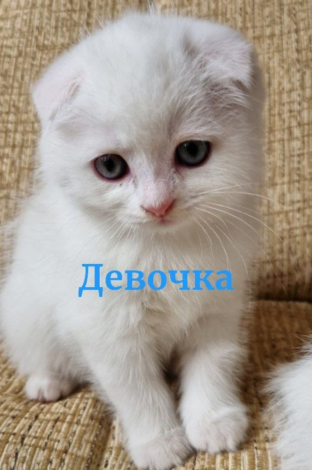Продаётся котята Скотиш фолд и Скотиш Страйт