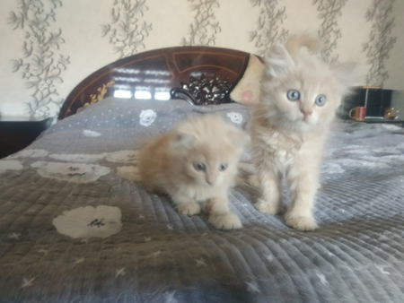 Продается котята Британка+Скоттиш Фолд