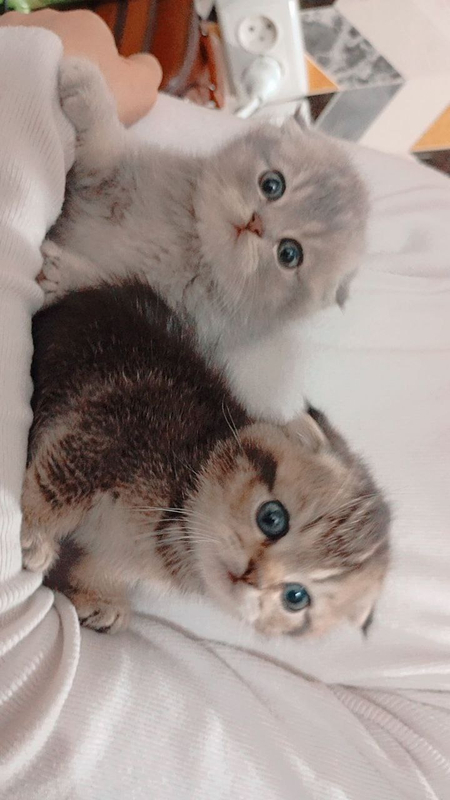 Кошка  Mushuklar