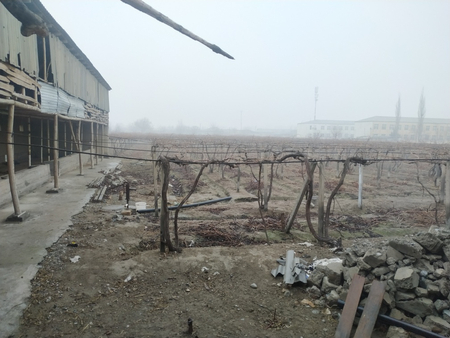 Узум Бог 50 сот Фаргона вилояти Олтиарик туман Кизилтепа санатория