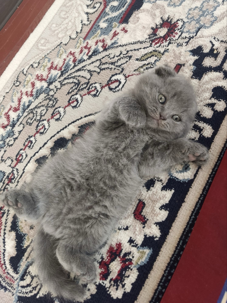 чистокровные шотландские вислоухие, scottish fold