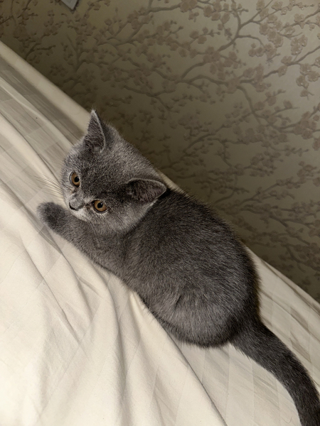 Продаются Котенок Британский