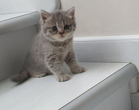 Британские котята
