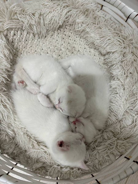 Скоттиш фолд 2 месяцев