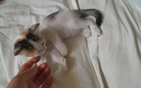 Котенок 2 месяца девочка