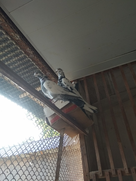 Kabutarlar sotiladi