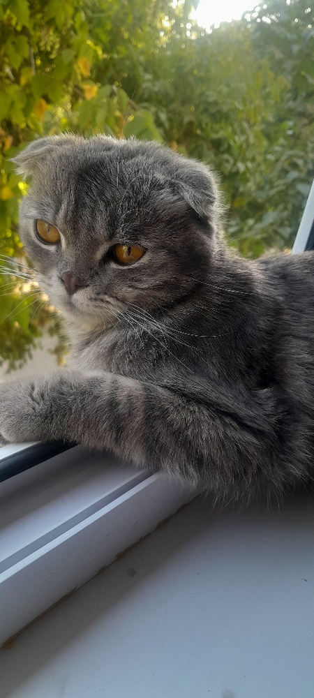 Scottish fold ög\\\'ipbola