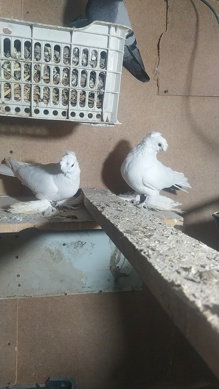 Голуби белые узбекский