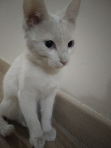 Котёнок 4 месяць