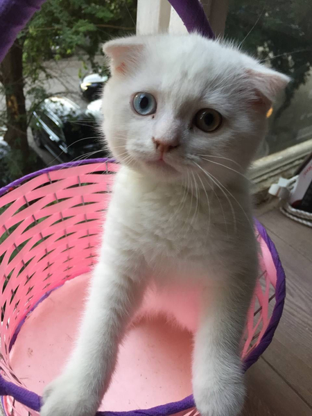 Котенок Скотиш фолд