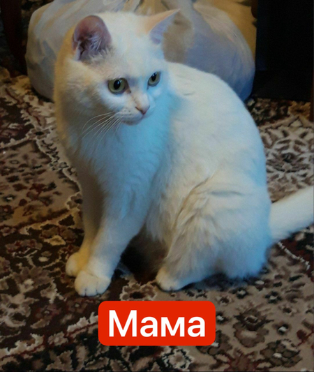 скоттиш страйт и фолд