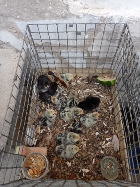 Serama jójalari 9ta 4ta baboqi