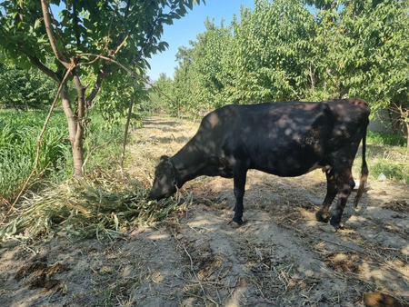 Mol sigir sotiladi