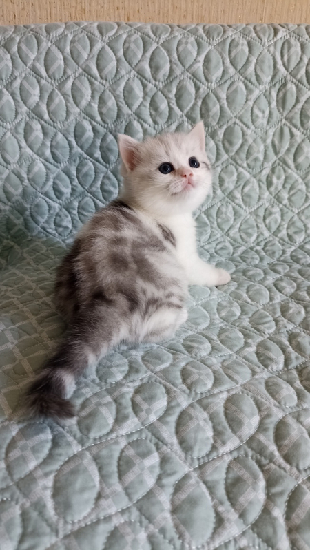 Продаётся котёнок скоттиш страйт