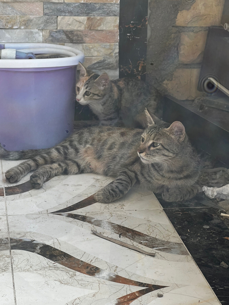 Котенок и кошка в добрые руки