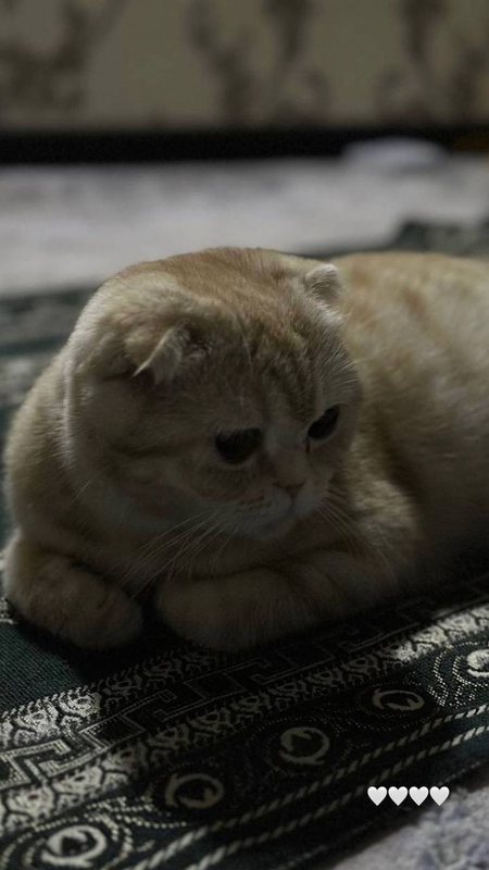 Продаю котёнка  срочно