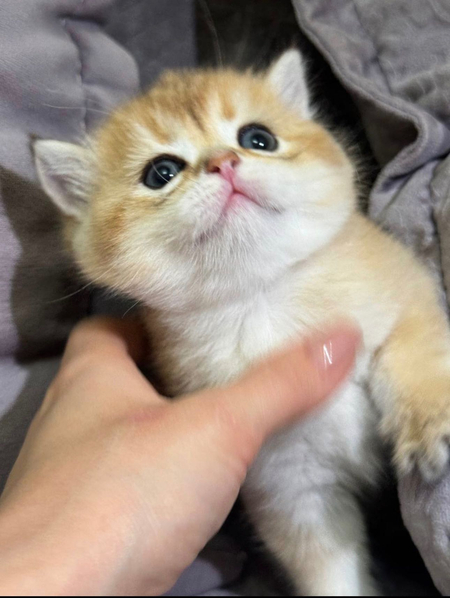 Котята с родословной. Скоттиш- страйт