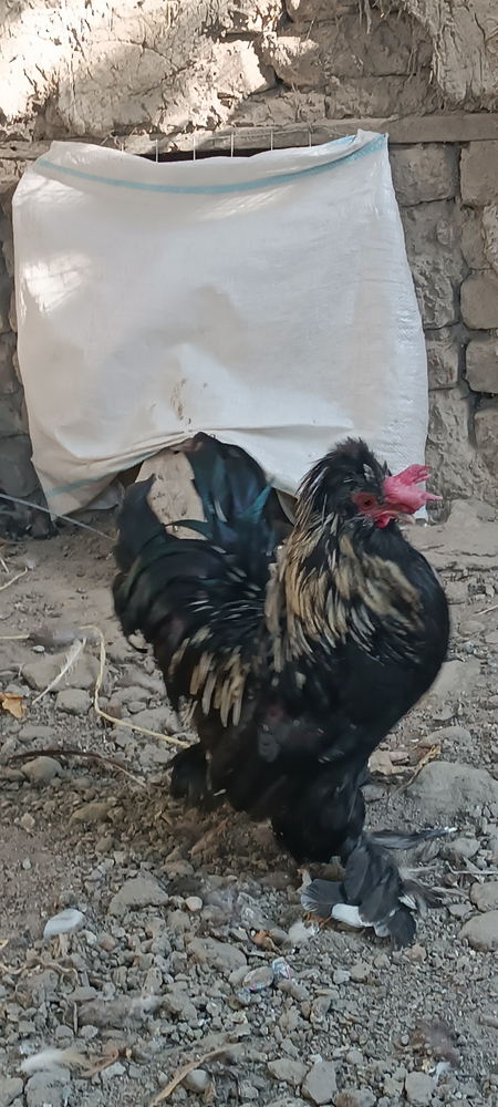 Yapon tovuqlar sotiladi oila