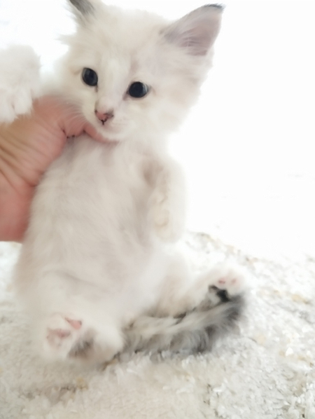 Котята.Mushuk bolasi