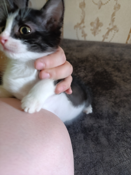 Кошечку ,котенка в добрые руки