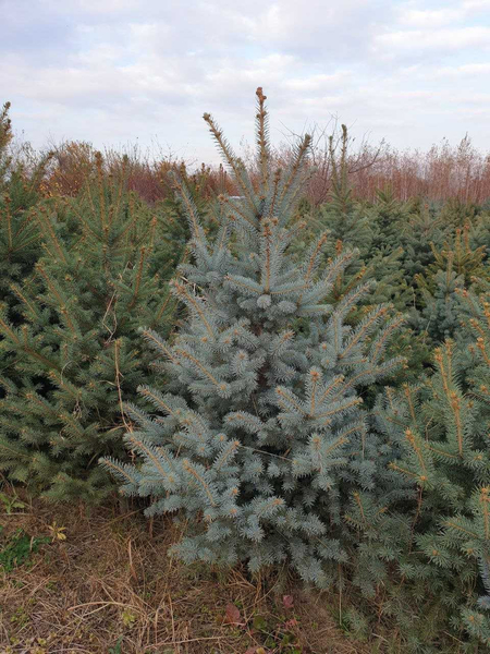 Голубые ели, Picea pungens glauca Glabosa