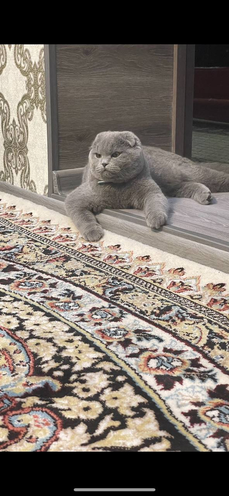 Кот Британский.скотиш фолд