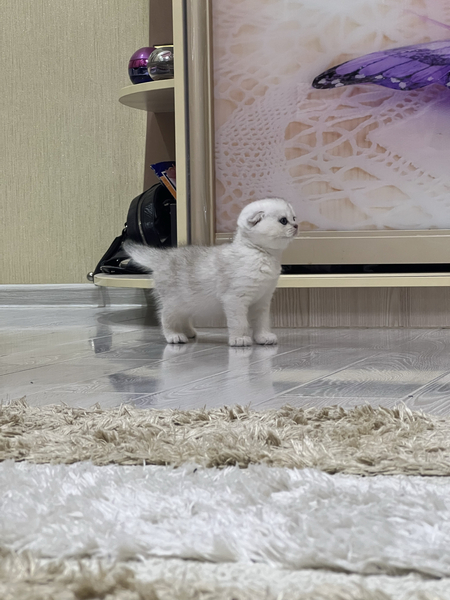 Шотланский Скоттиш Фолд! Серебро Шиншилла!