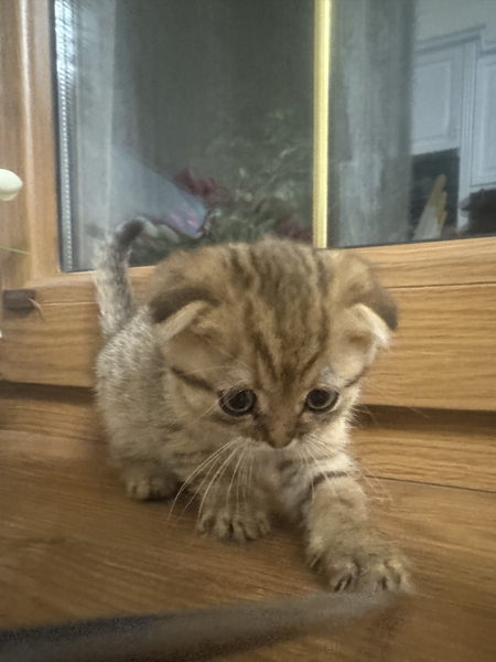 Котята фолд и страйт шиншила