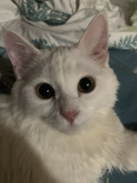 Скотиш Страйт