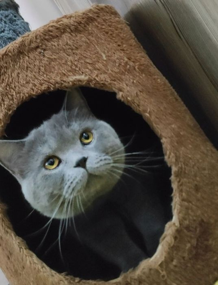 Кот на вязку SOTILMIDI Vyaska (nasl olishga)