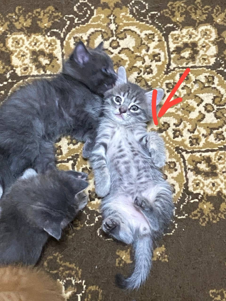 Котенок в добрые руки