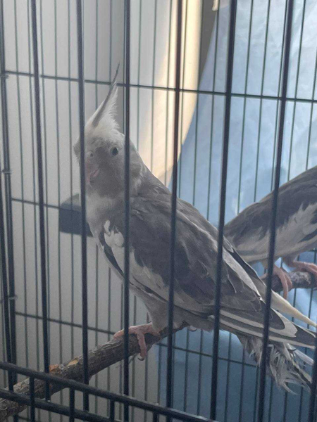 Корелла мальчик пакистан