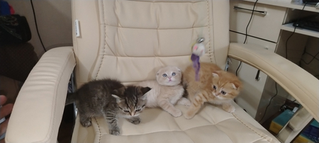 Шотландская шотландский котенок