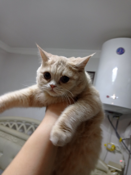 Скоттиш Страйт девочка