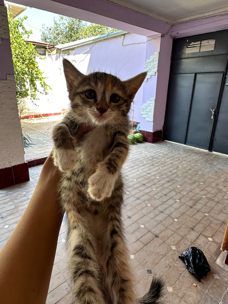 Отдам котят бесплатно