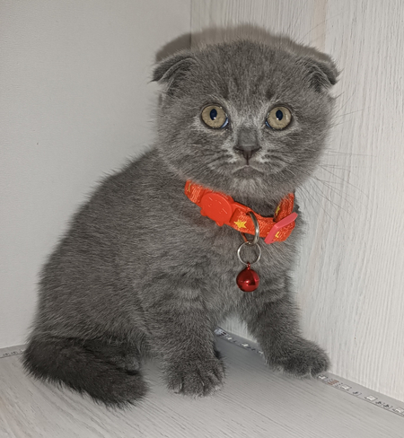 шотландские котята