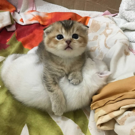 Скотиш Фолд Шиншиллы на вязку