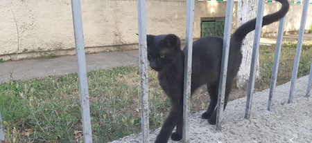 Котёнок 3-4 месяца