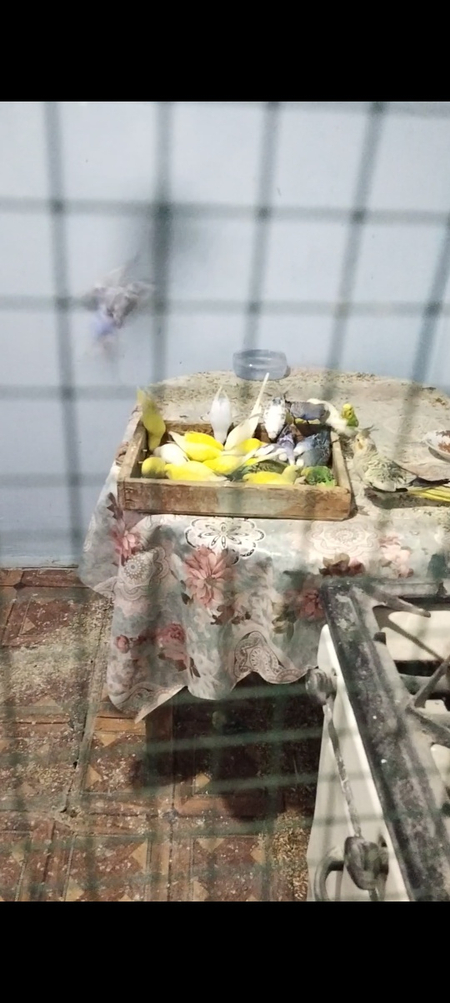 Волнистые попугаи готовы
