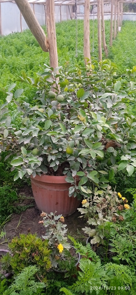 Limon daraxti 3yillik