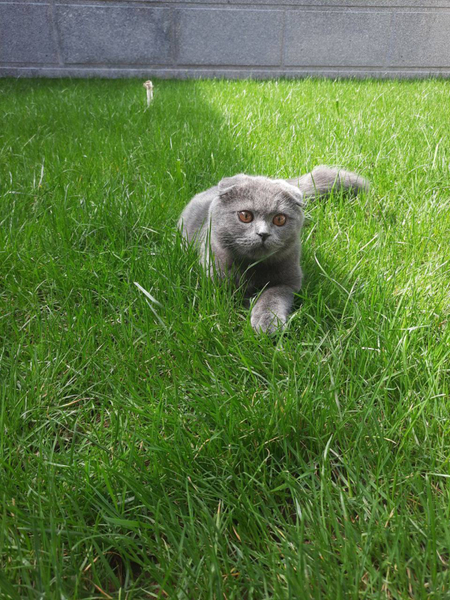 Продаётся кот скотиш-фолд