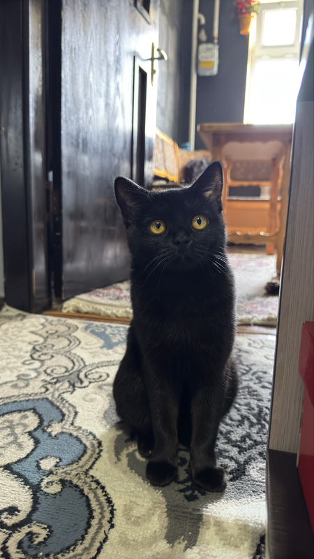 Милая кошка