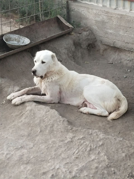 Urgochi  alabay sotiladi