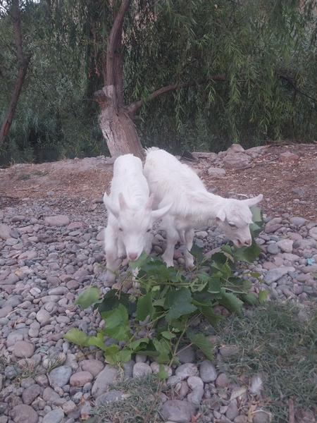Продаются козлята 2 самца