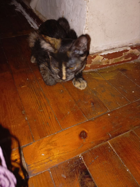 Котенок в ответственные руки