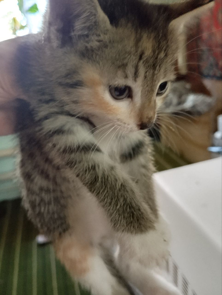 Котята в хорошие руки.