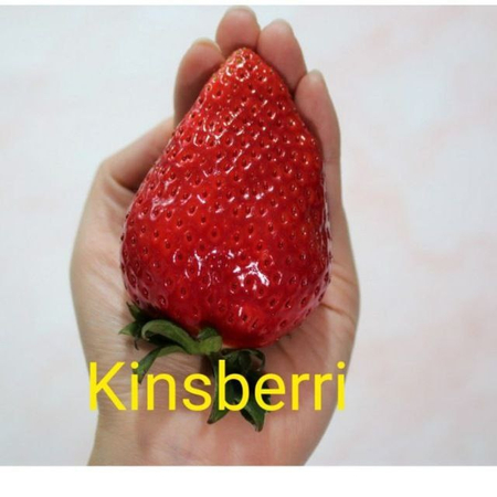 Kinsberry qulupnay kochati