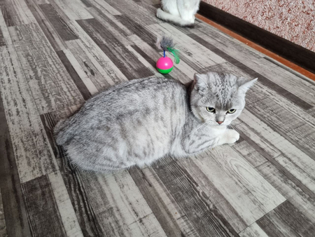 Sotiladi serebrenskiy shinshilla